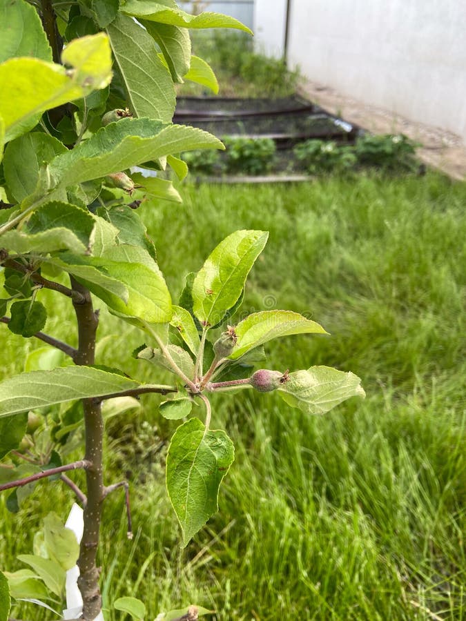 Close-up View of a Young Apple Tree Branch Showcases Fresh Green Leaves ...