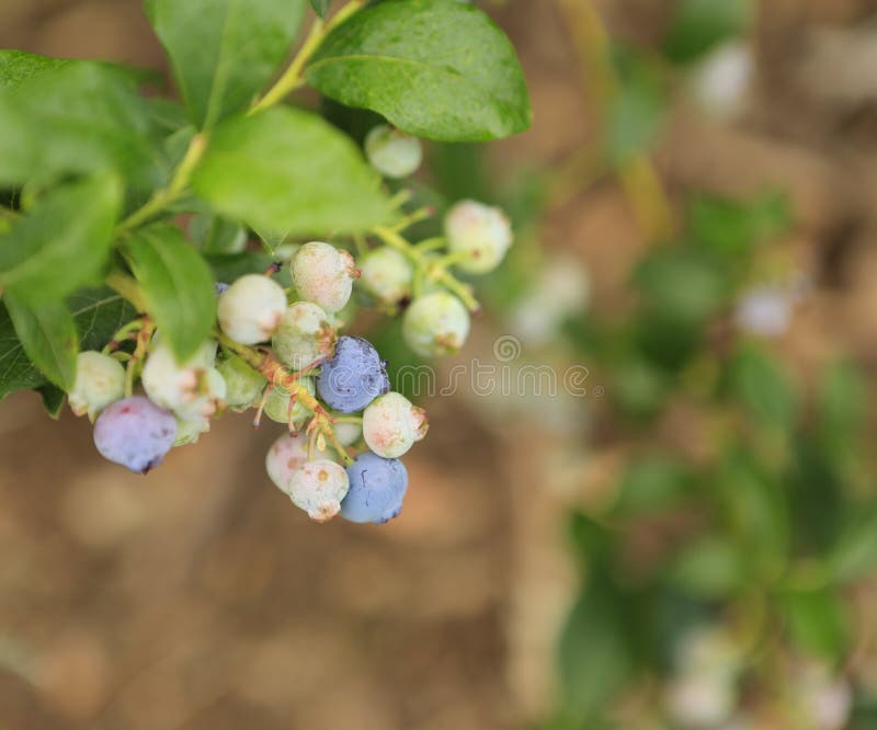 Close Up View of Young Blueberries Stock Image - Image of farm, macro ...