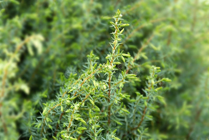 Close-up View of a Young Branch of a Juniper Bush Stock Image - Image ...