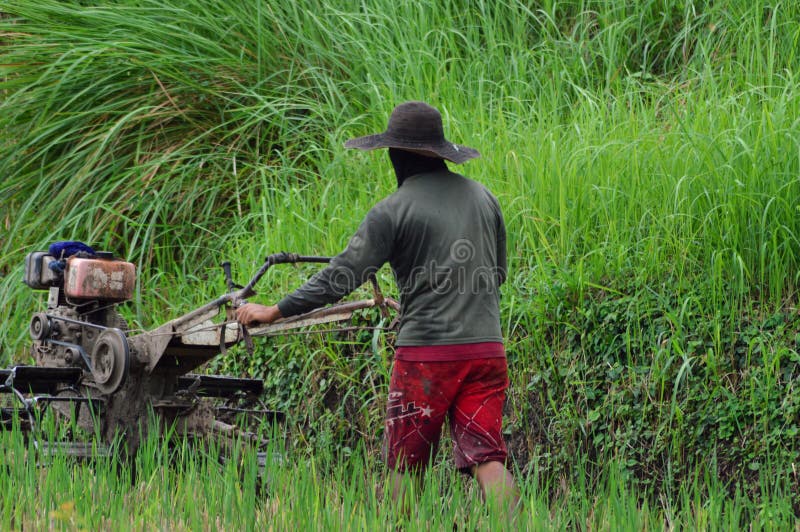 Close Up View a Young Farmer is Plowing Rice Field Using Two Wheel Hand ...