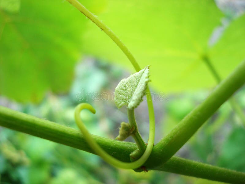 Close-up View of a Young Grape Shoot with a Tiny Leaf and Tendril Curl ...