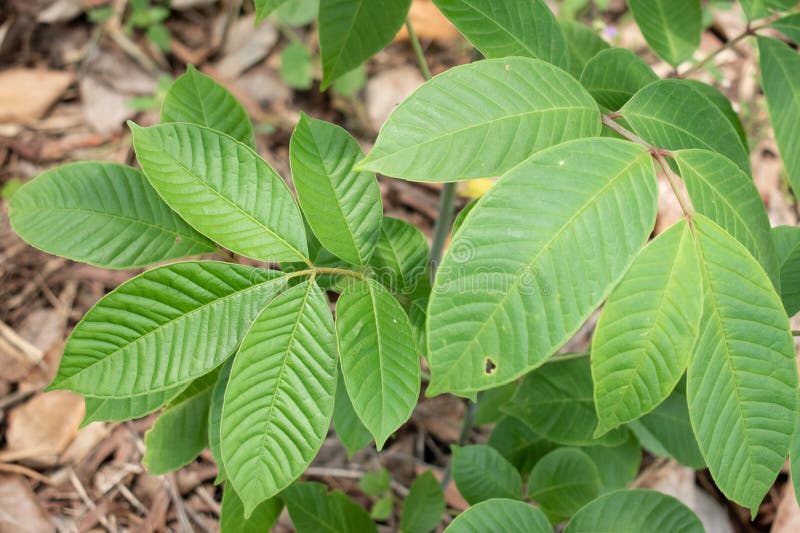 Close-up Photo of a Young Tree with Pinnate Leaves in Forest Stock ...