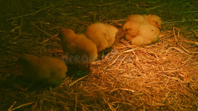 Close-up View of Young Yellow Chicks Sitting and Sleeping Stock Video ...
