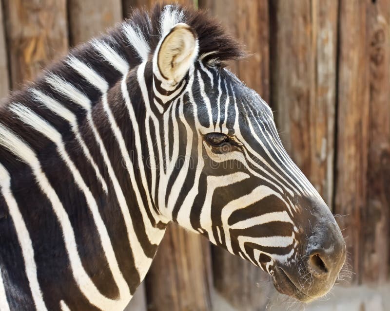 705 Zebra Nose Stock Photos - Free & Royalty-Free Stock Photos from ...