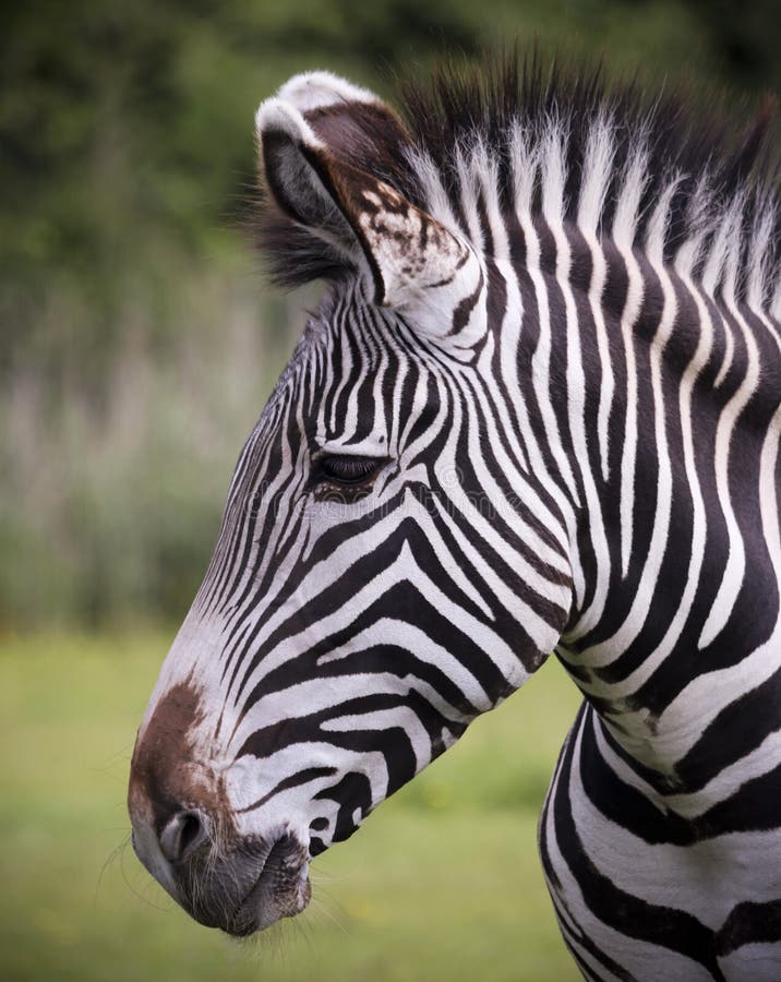 118 Zebra Manes Stock Photos - Free & Royalty-Free Stock Photos from ...