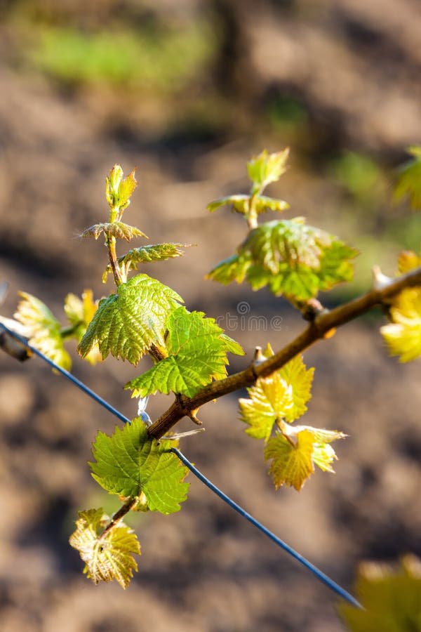 Close up of vine stock photo. Image of farming, vineyard - 166971544