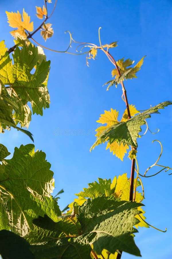 Close-up of Vine Leaves in the Sunlight Stock Image - Image of natural ...