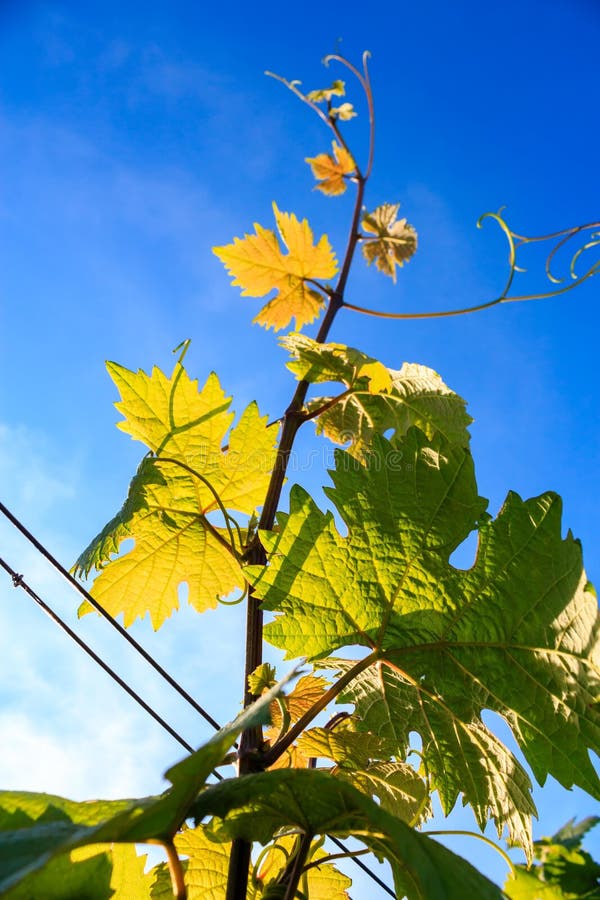 Close-up of Vine Leaves in the Sunlight Stock Image - Image of grapes ...