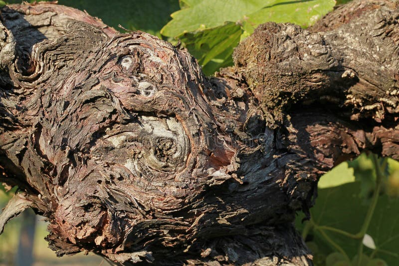 1,016 Grape Vine Trunk Stock Photos - Free & Royalty-Free Stock Photos ...