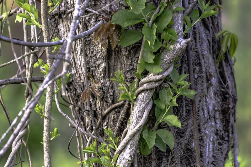 428 Vines Growing Up Tree Stock Photos - Free & Royalty-Free Stock ...