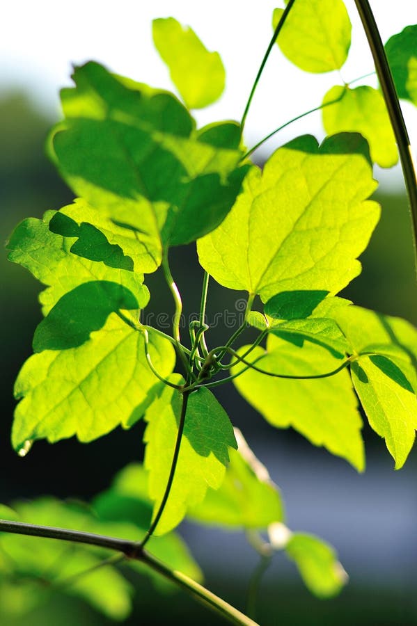 Close Up of Vines in the Public Yard Stock Photo - Image of botanical ...