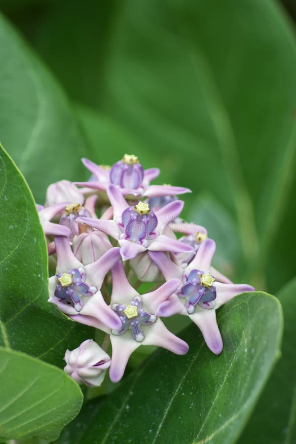 Close Up of Violet Crown Flower Stock Image - Image of tree, calotropis ...