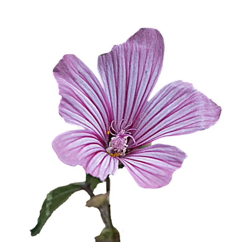 Violet Flower in Mist Coorg Garden Stock Photo - Image of beauty ...