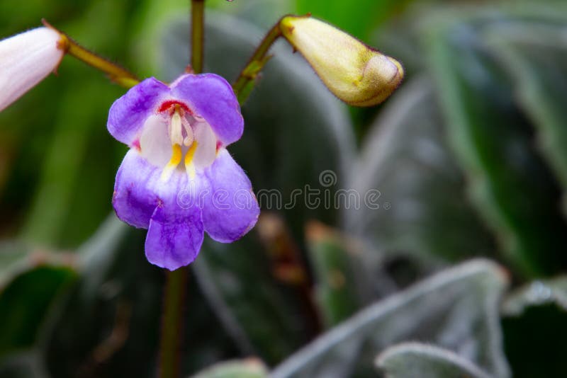 Close Up of Violet Flower of a Chirita a Primulina Hybrid Stock Image ...