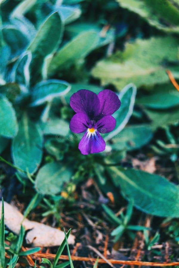 Close-up of a Violet Flower of Viola Odorata Stock Photo - Image of ...