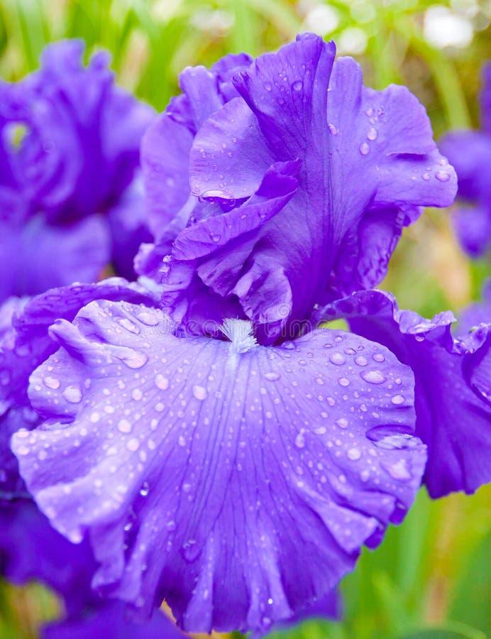 Close-up of a Violet Iris Flowe with Raindrops. Selective Focus ...