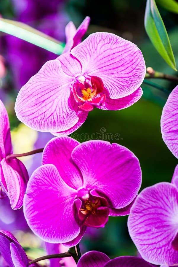 Close Up of Violet Orchid stock photo. Image of flora - 235650560