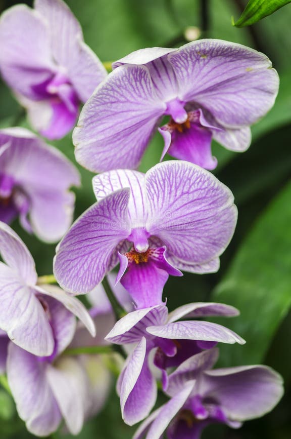 Close-up Violet Orchids Side by Side Stock Photo - Image of seed, natru: 291223942