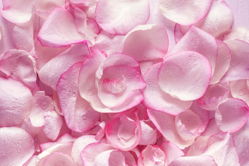 Close Up Violet Rose Petals Stock Photo - Image of pattern, closeup ...