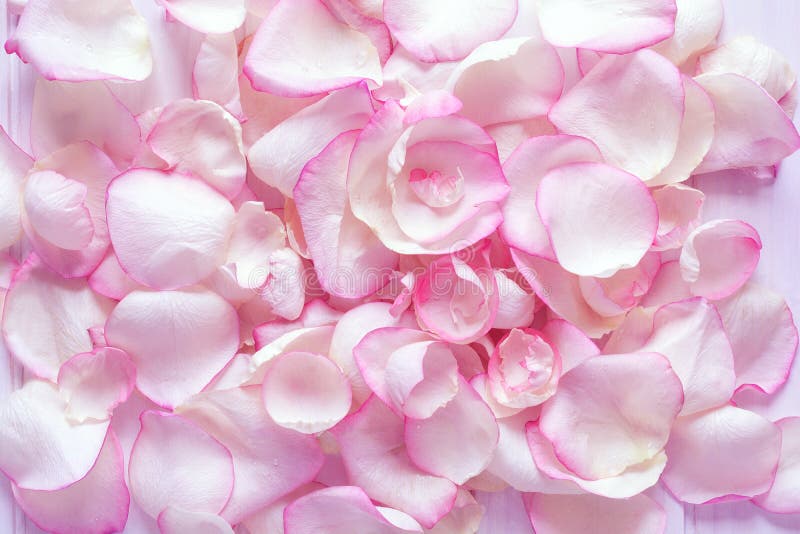 Close Up Violet Rose Petals. Stock Photo - Image of beauty, pattern ...