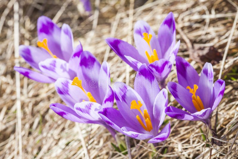 Close -up of Violet Small Crocus Flowers Stock Image - Image of pink ...