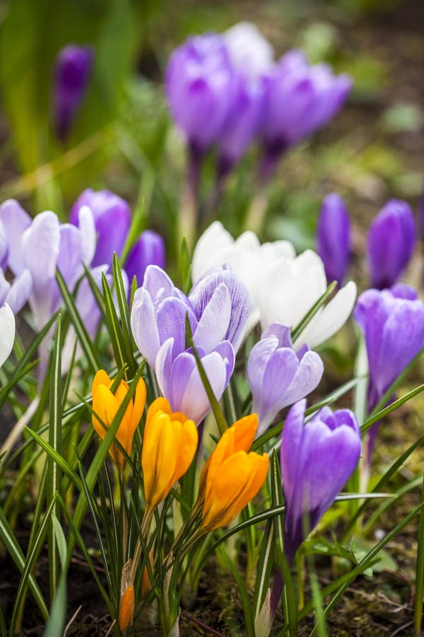 Close -up of Violet Small Crocus Garden Flowers Stock Photo - Image of ...