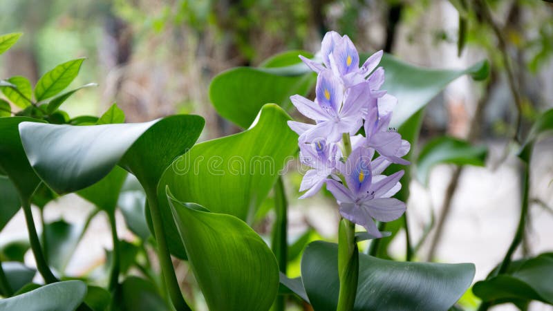 Kochuripana Stock Photos - Free & Royalty-Free Stock Photos from Dreamstime