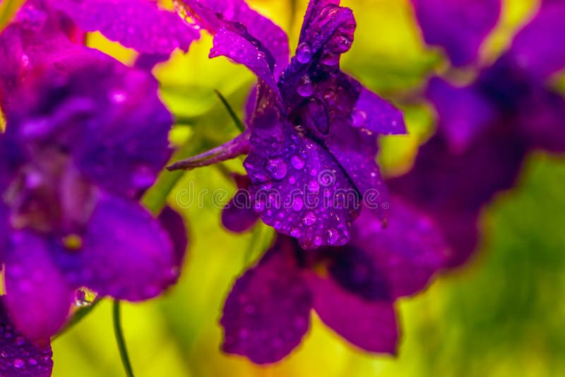 Close Up of the Violets Flowers, Soft Focus Stock Photo - Image of ...