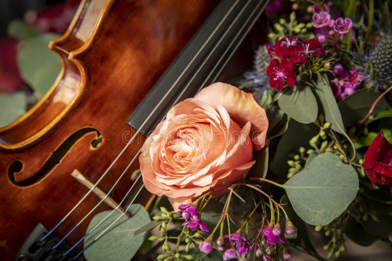 Close Up of a Violin and Roses Stock Photo - Image of performance, love ...