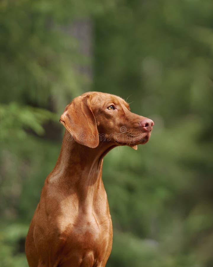 Viszla Close-up in Natural Sunlight Stock Image - Image of beauty ...
