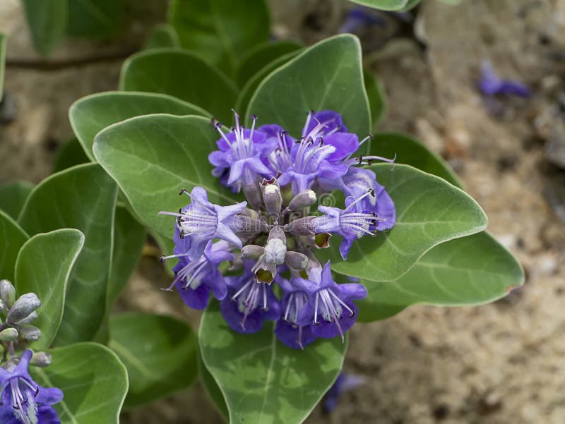 Close Up of Vitex Trifolia Plant on the Beach Stock Photo - Image of ...