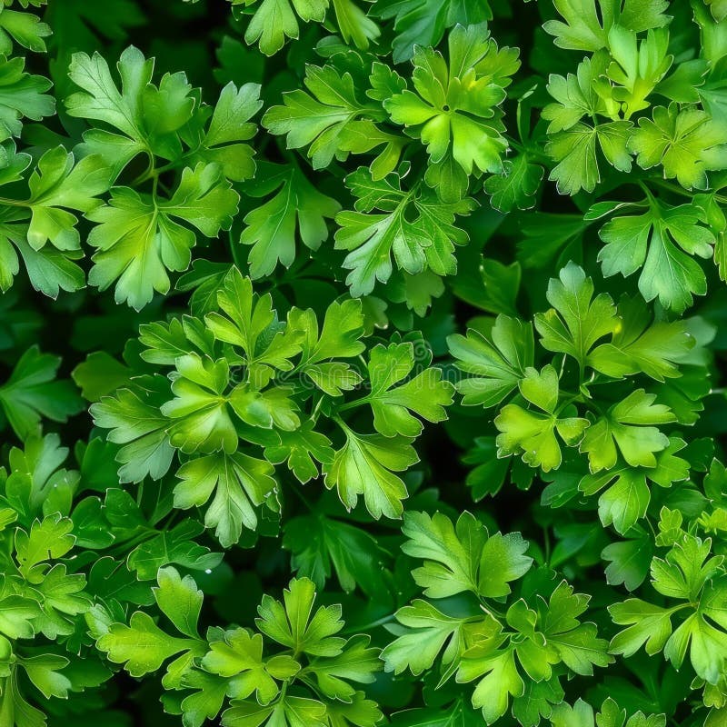 Close-Up, Vivid Green Parsley Leaves Background a Seamless Pattern for ...