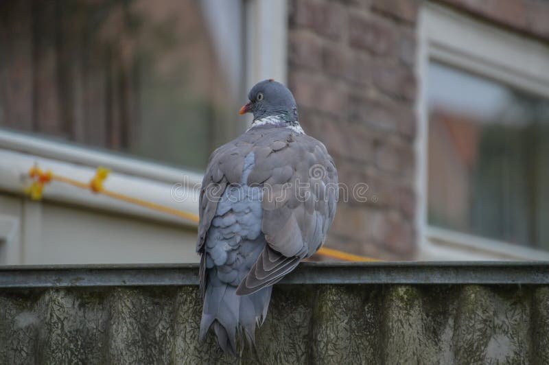 Close Up of a Waiting Pigeon Stock Photo - Image of grass, wait: 149877396