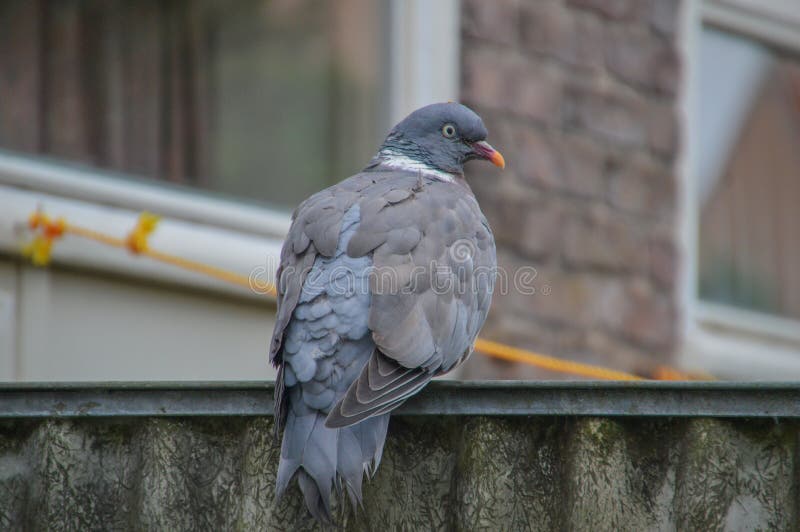 Close Up of a Waiting Pigeon Stock Photo - Image of stand, isolated ...
