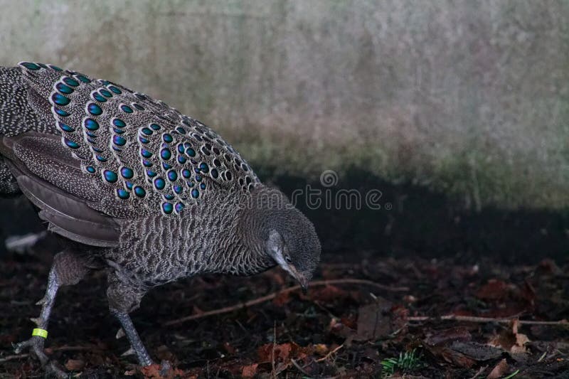 Close-Up of a Walking Peacock Stock Illustration - Illustration of ...