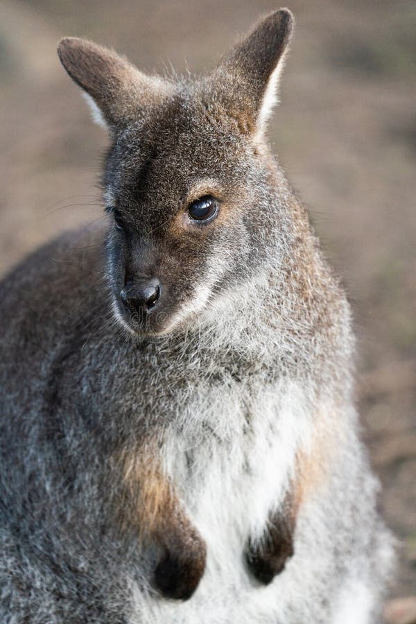 A Close Up of a Wallaby Front on Stock Image - Image of marsupial, hair ...