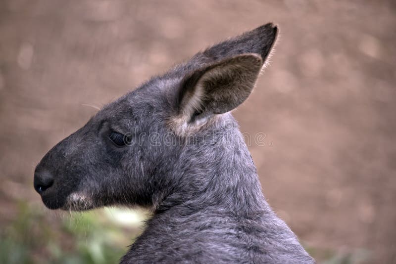 Wallaroo, Euro, Kangaroo stock photo. Image of friendly - 137158196