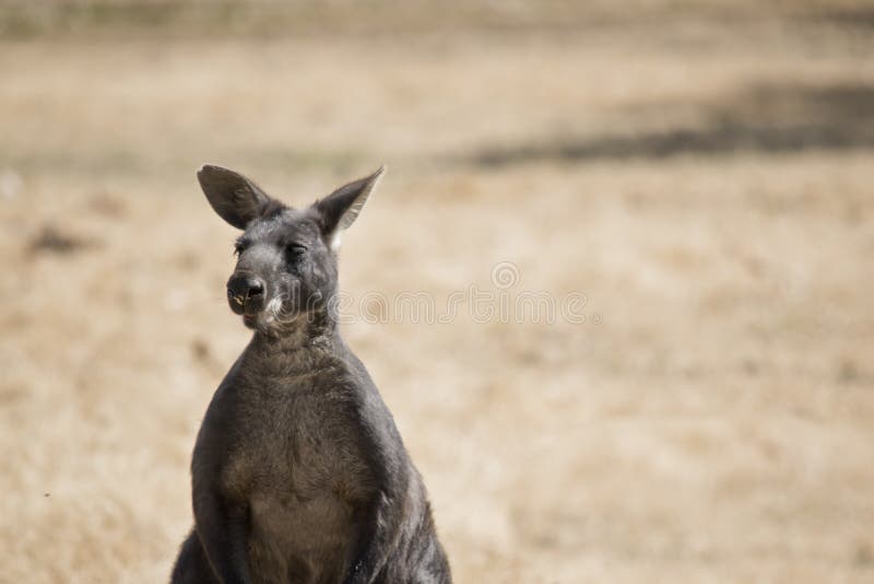 Euro Kangaroo Stock Photos - Free & Royalty-Free Stock Photos from ...