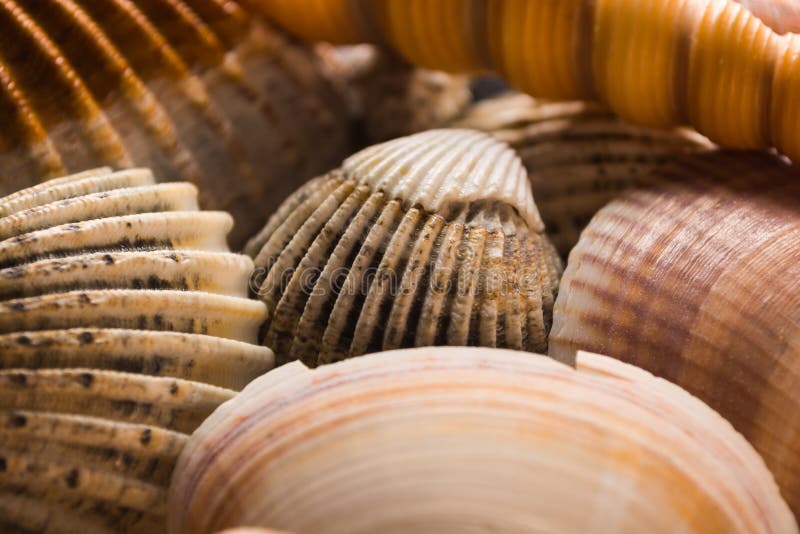 Seashell Close Up Background Wallpaper Texture Stock Photo - Image of ...