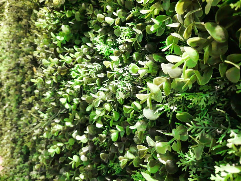 Close-up of Walls with Artificial Greenery Stock Photo - Image of ...