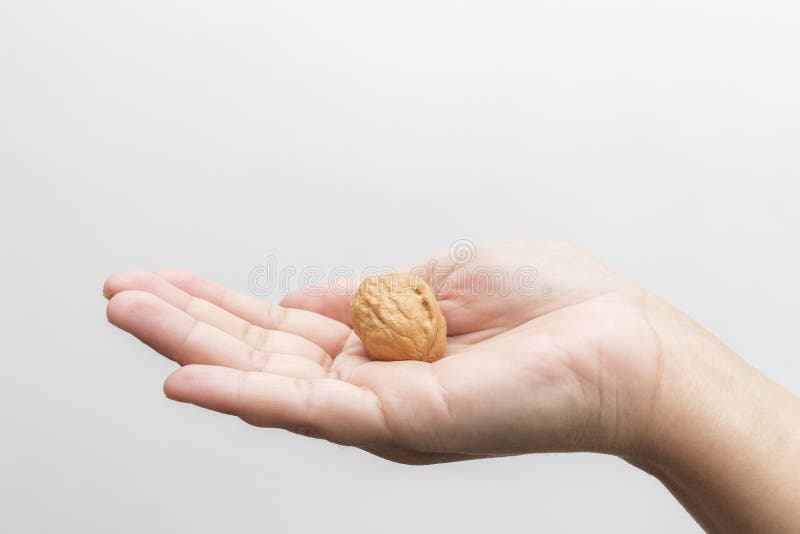 Close-up on walnut in hand stock image. Image of female - 184623925
