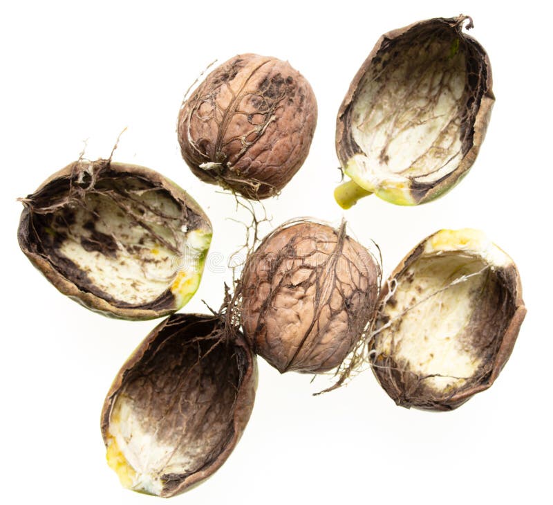 Walnut peel stock photo. Image of shells, shell, peels - 4166732