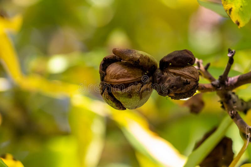Close-up of Walnut on a Tree in Autumn Stock Photo - Image of harvest ...