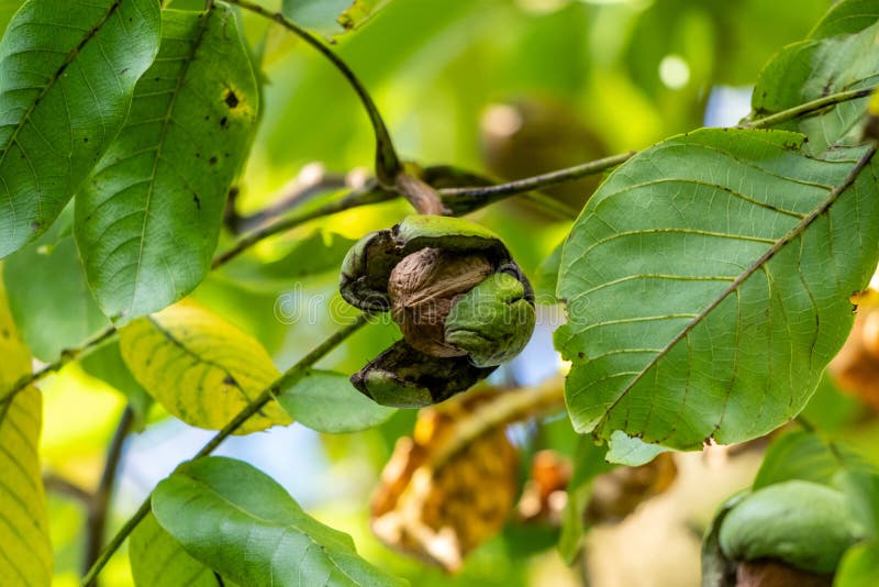 Close-up of Walnut on a Tree in Autumn Stock Photo - Image of green ...