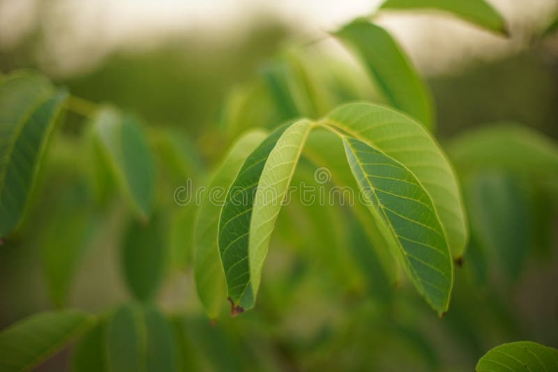 Close-up Walnut Tree Branch with Green Foliage in the Garden Stock ...