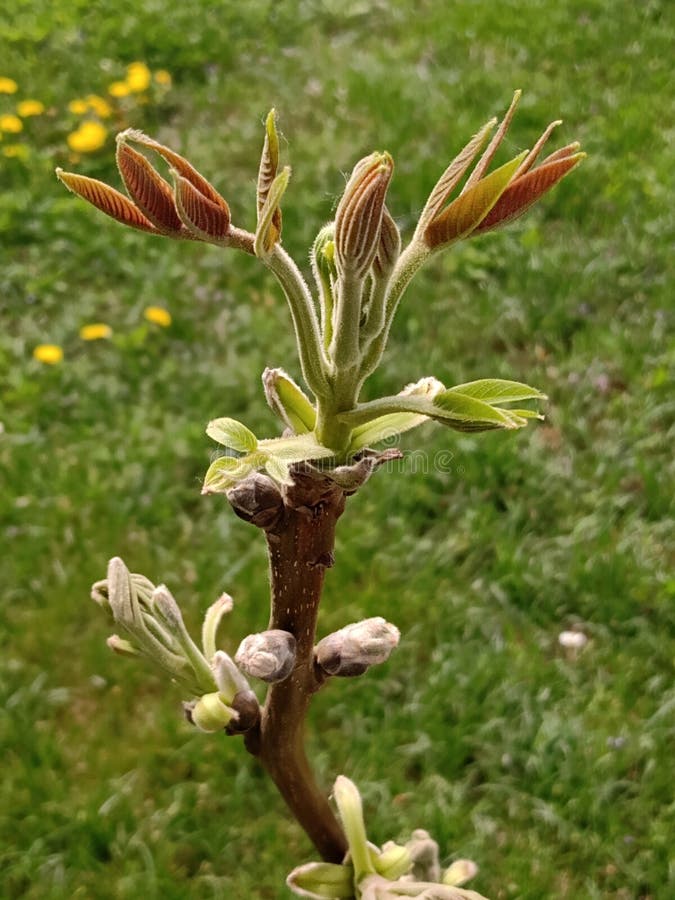 Close Up of a Sprouting Potato. Stock Photo - Image of growing, spring ...