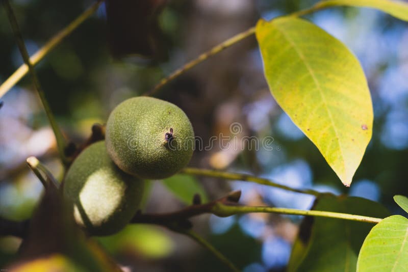 Close Up of Walnut Tree and Walnut Fruit Stock Photo - Image of closeup ...