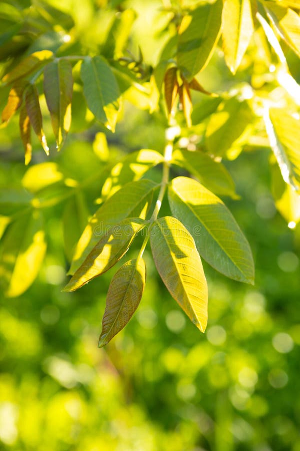 Close Up of Walnut Tree Leaves in Sunny Morning Light Garden Stock ...