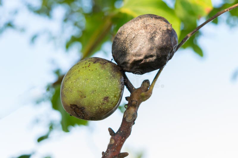 Infected Walnut Stock Photos - Free & Royalty-Free Stock Photos from ...