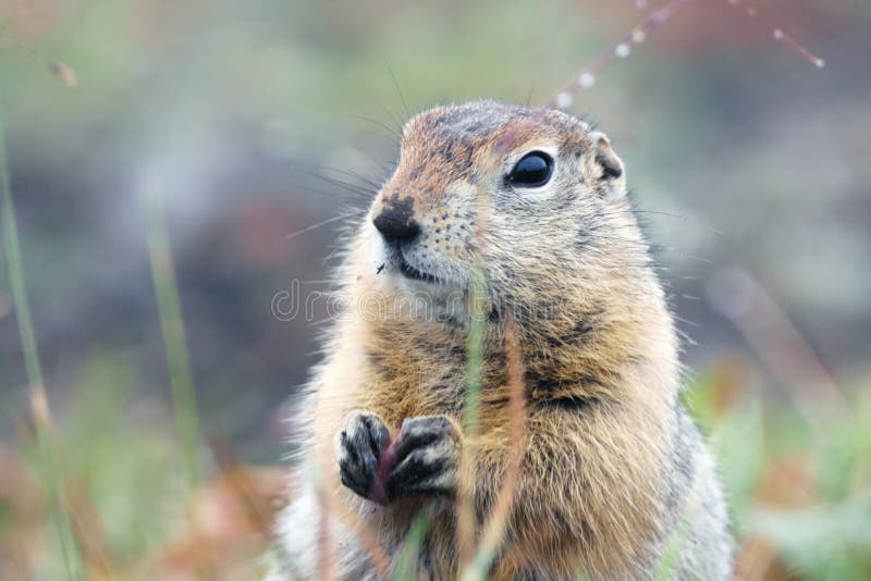 Funny Gopher Face stock photo. Image of ground, animal - 612532